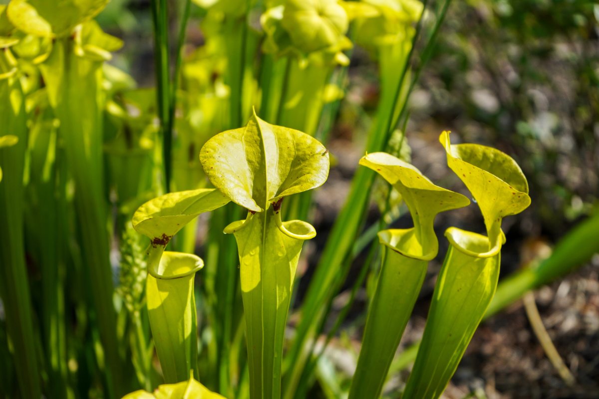 Creating a Bog Garden: Where the Wild Things Bloom | Longwood Gardens